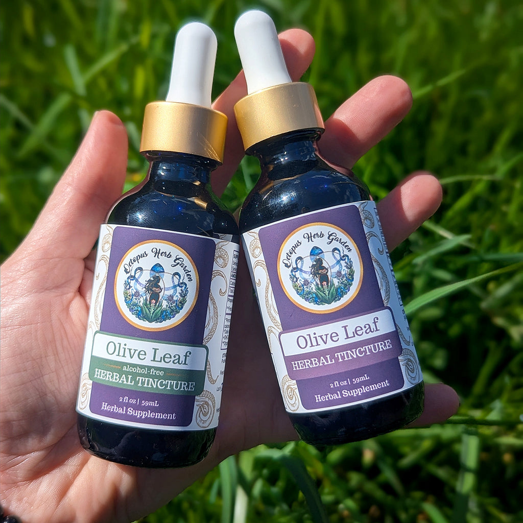 Fresh Olive Leaf Tincture (Alcohol-Free Option) – Octopus Herb Garden
